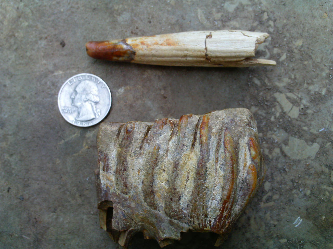 Baby Mammoth Tusk/tooth Tx - Member Collections - The Fossil Forum