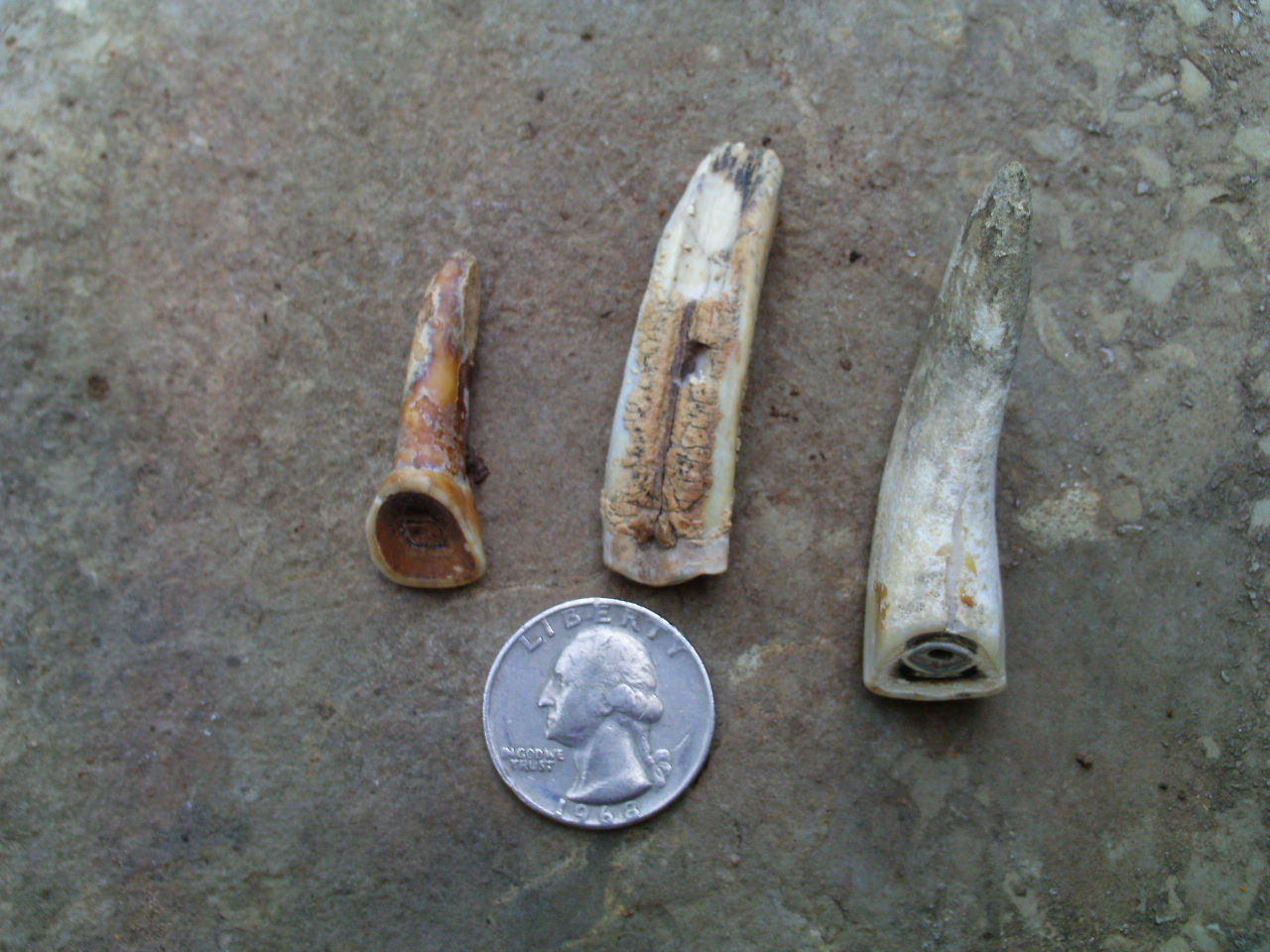 Ice Age Teeth From Texas - Fossil ID - The Fossil Forum