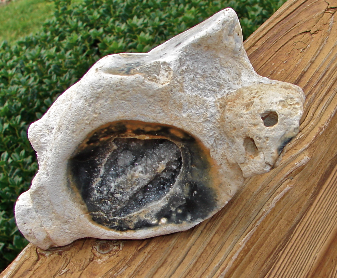 Any Fossils Here? - Fossil ID - The Fossil Forum