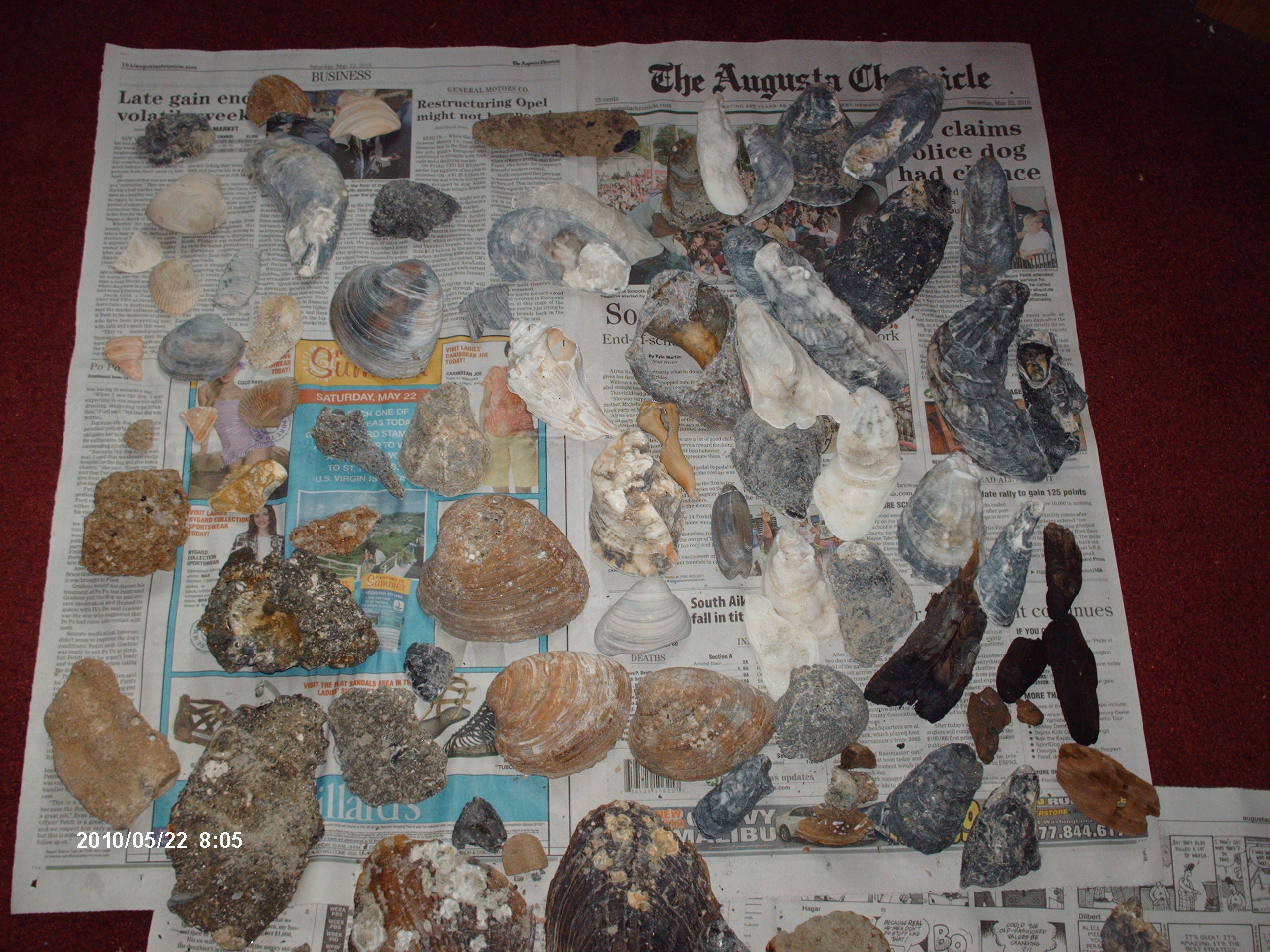 Edisto Sea Shells, Some May Be Fossils - General Fossil Discussion ...