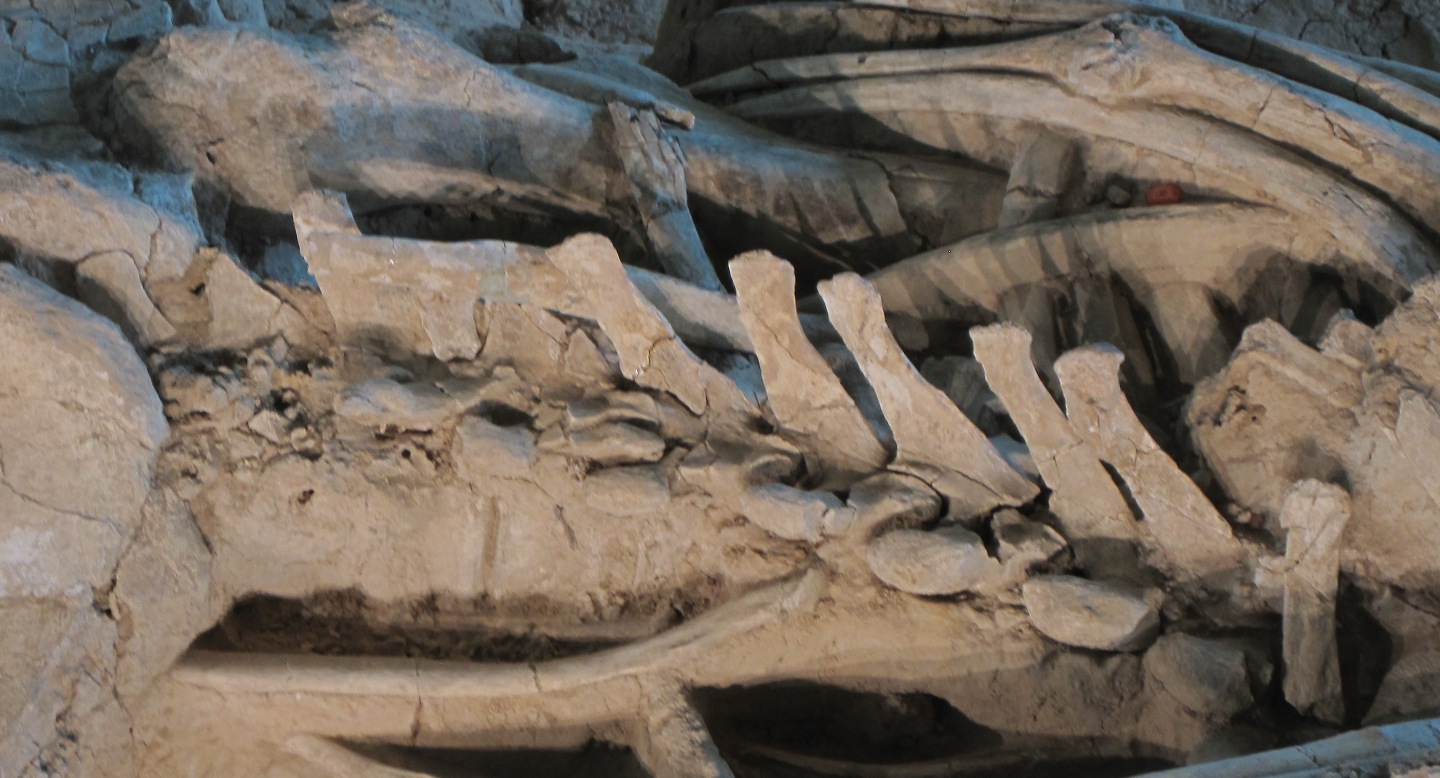Tj's Pleisto Wondering Piece - Fossil ID - The Fossil Forum
