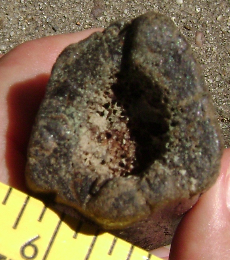 Pleisto Puzzler Revisited - Fossil ID - The Fossil Forum
