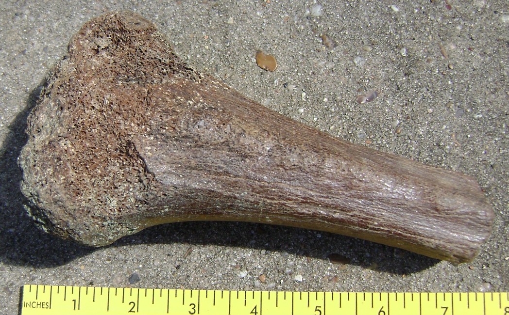 Pleisto Puzzler Revisited - Fossil ID - The Fossil Forum
