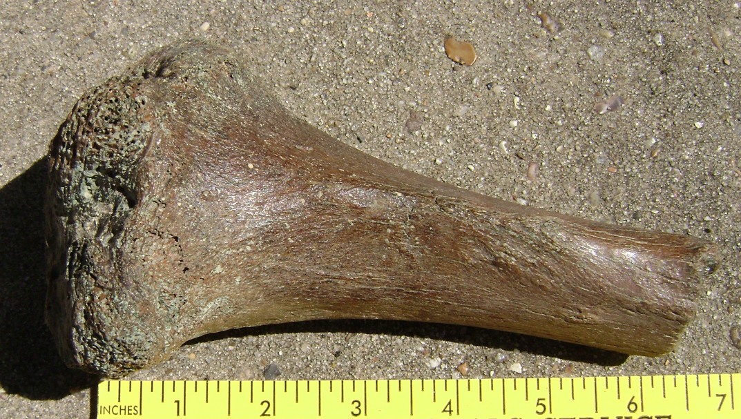 Pleisto Puzzler Revisited - Fossil ID - The Fossil Forum