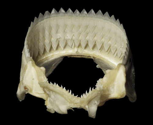 Curious Tiny Shark Tooth - Fossil ID - The Fossil Forum