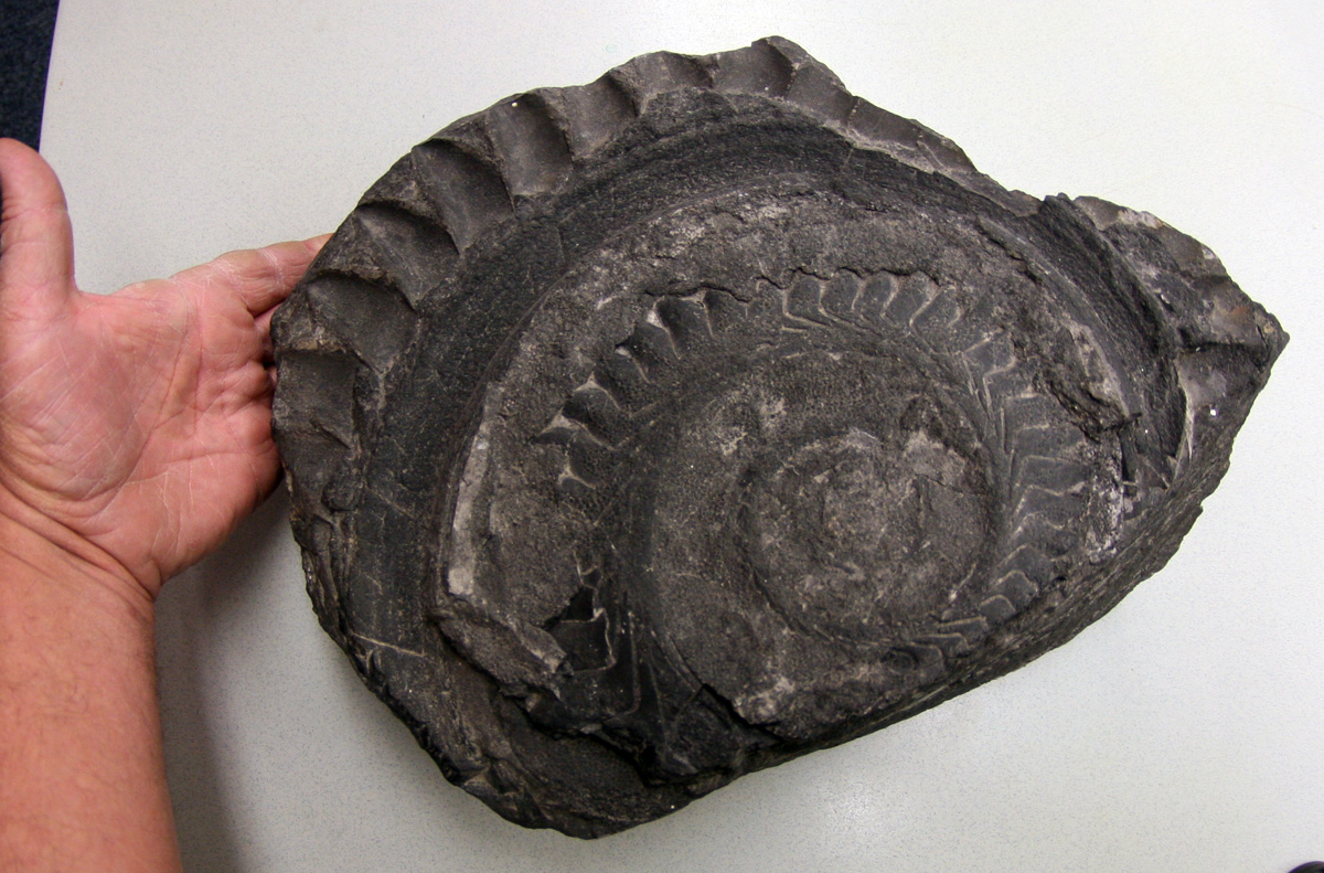 Helicoprion Help - Questions & Answers - The Fossil Forum