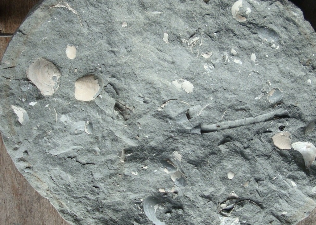 Bird Find Updated - Fossil Hunting Trips - The Fossil Forum