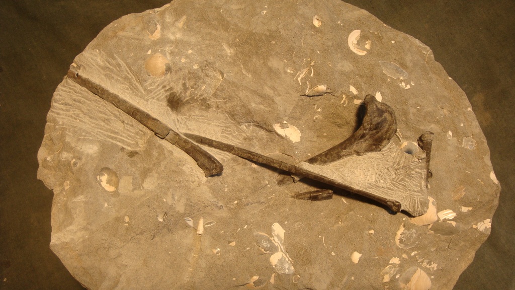 Bird Find Updated - Fossil Hunting Trips - The Fossil Forum