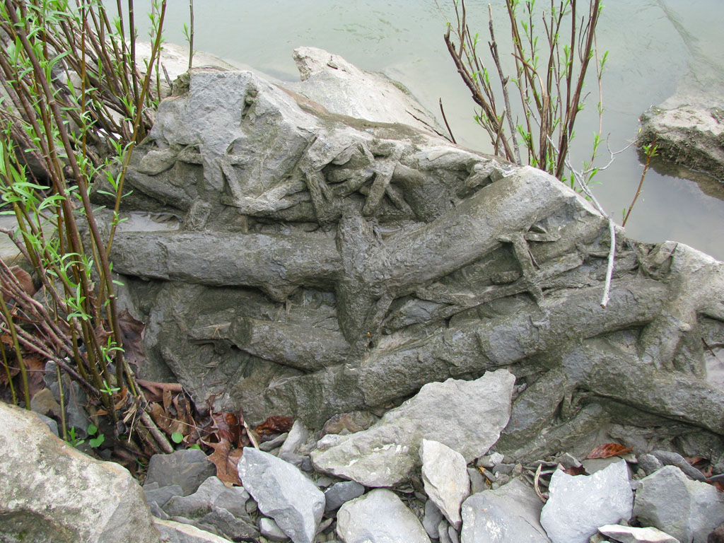 Arkona Fossils And Other Geological Nomenclature On Rock Strata ...