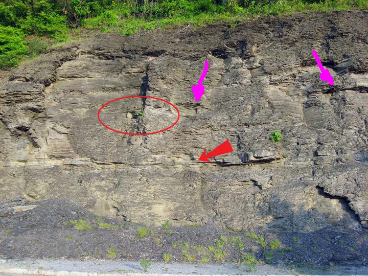 Tree Trunk Or Seam? - Fossil Hunting Trips - The Fossil Forum