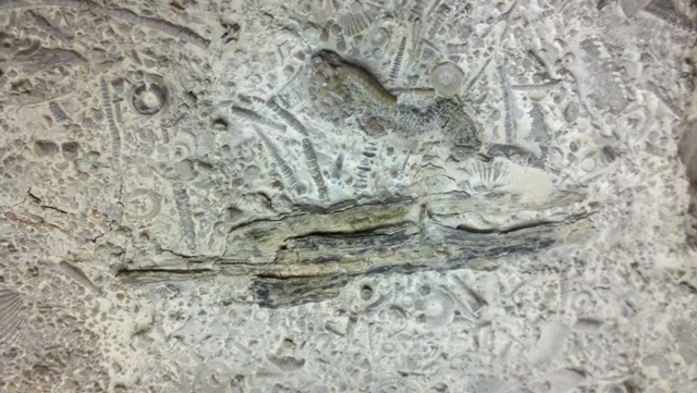 First Arkona Trip Of The Year - Fossil Hunting Trips - The Fossil Forum