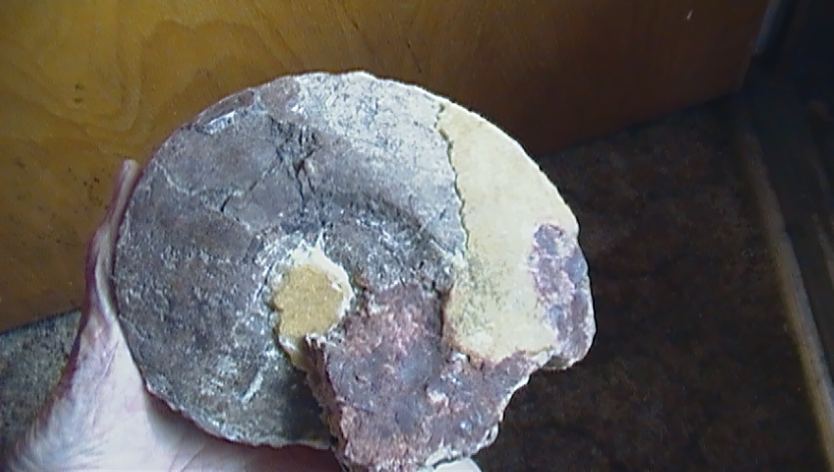 Strange Ammonite With Barite Cover? - Fossil ID - The Fossil Forum