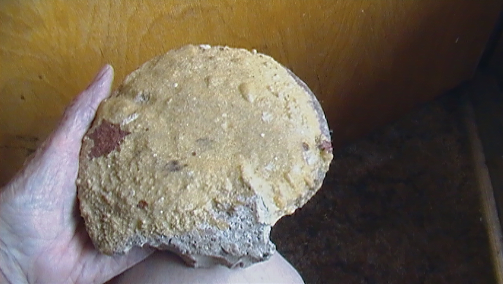 Strange Ammonite With Barite Cover? - Fossil ID - The Fossil Forum