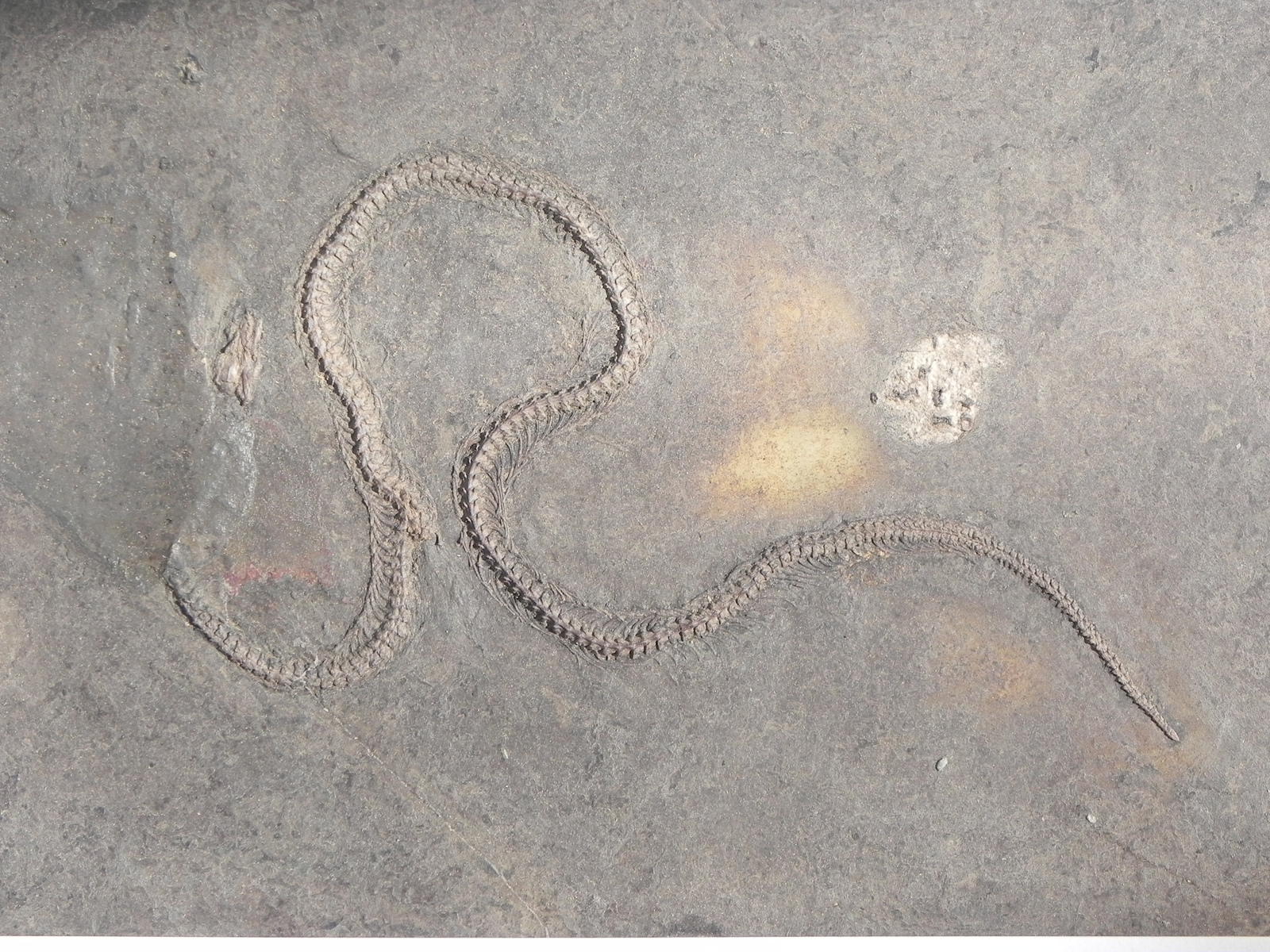Show Us Your...snakes! - Member Collections - The Fossil Forum