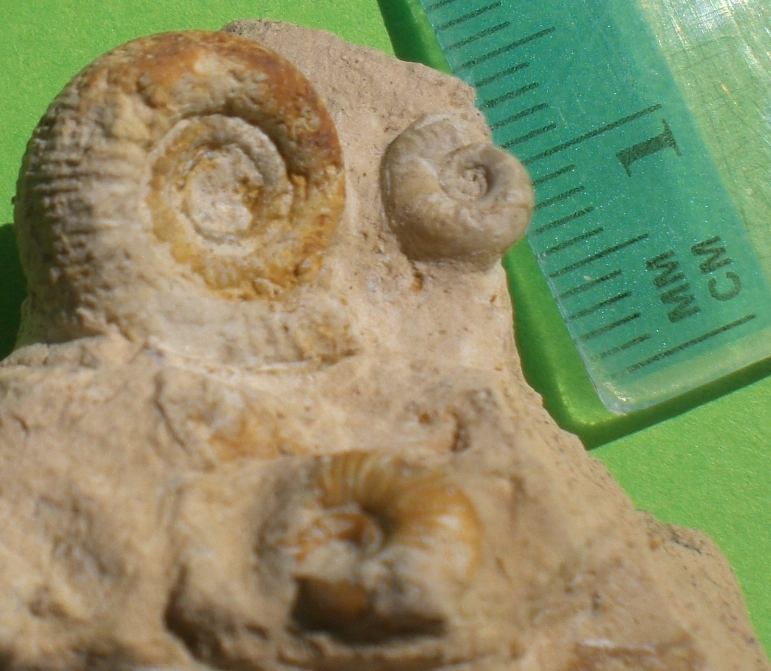 Few More Ammonites And Nucleus From The Lower Jurassic - Fossil Hunting ...