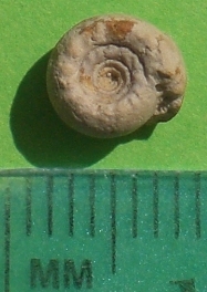 Few More Ammonites And Nucleus From The Lower Jurassic - Fossil Hunting ...