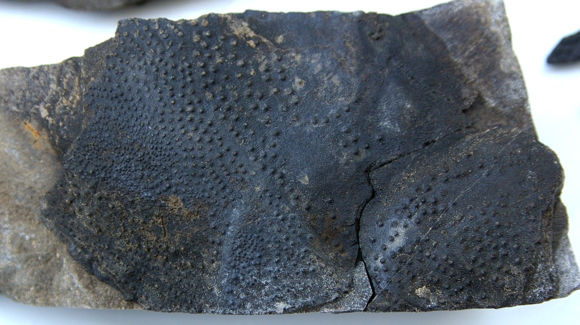 Arkona Placoderm Remains? - Fossil ID - The Fossil Forum