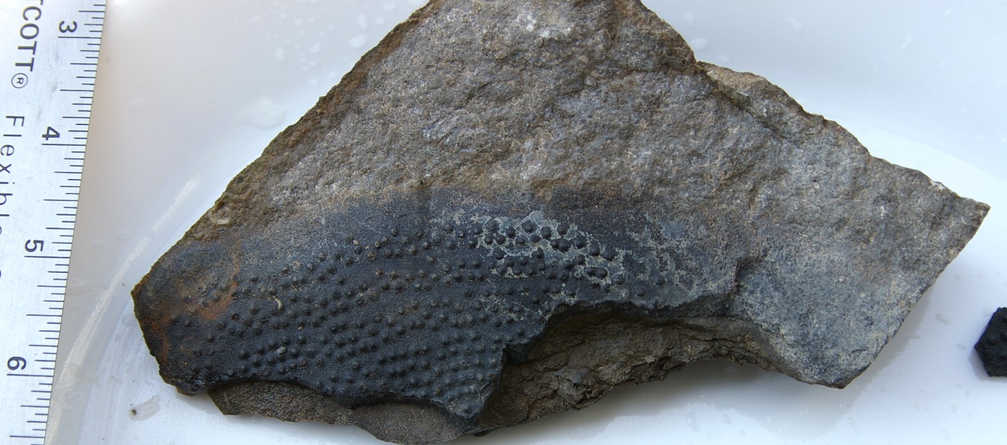 Arkona Placoderm Remains? - Fossil ID - The Fossil Forum
