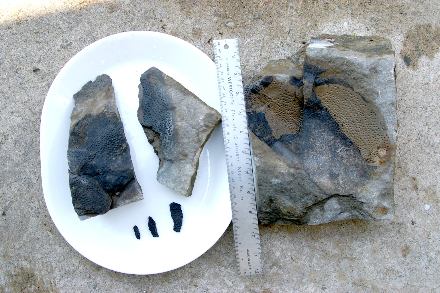 Arkona Placoderm Remains? - Fossil ID - The Fossil Forum