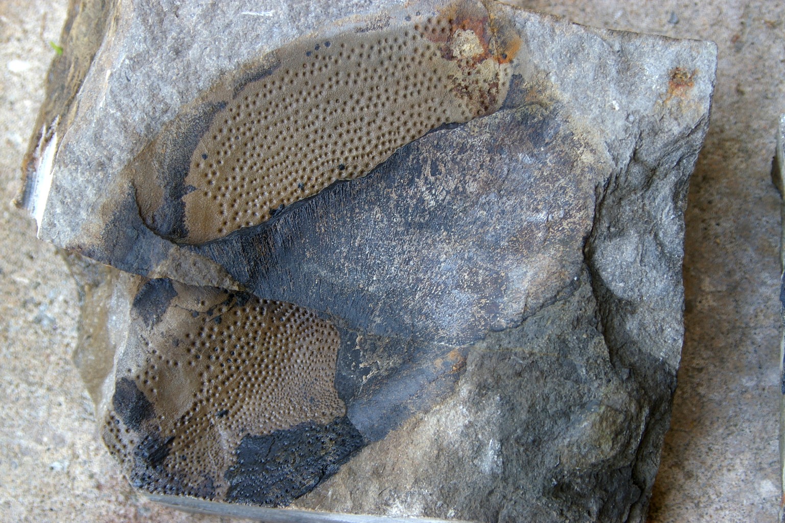 Arkona Placoderm Remains? - Fossil ID - The Fossil Forum