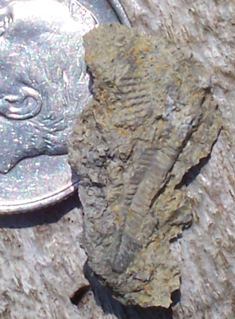 Ordovician Conulariid - Fossil ID - The Fossil Forum