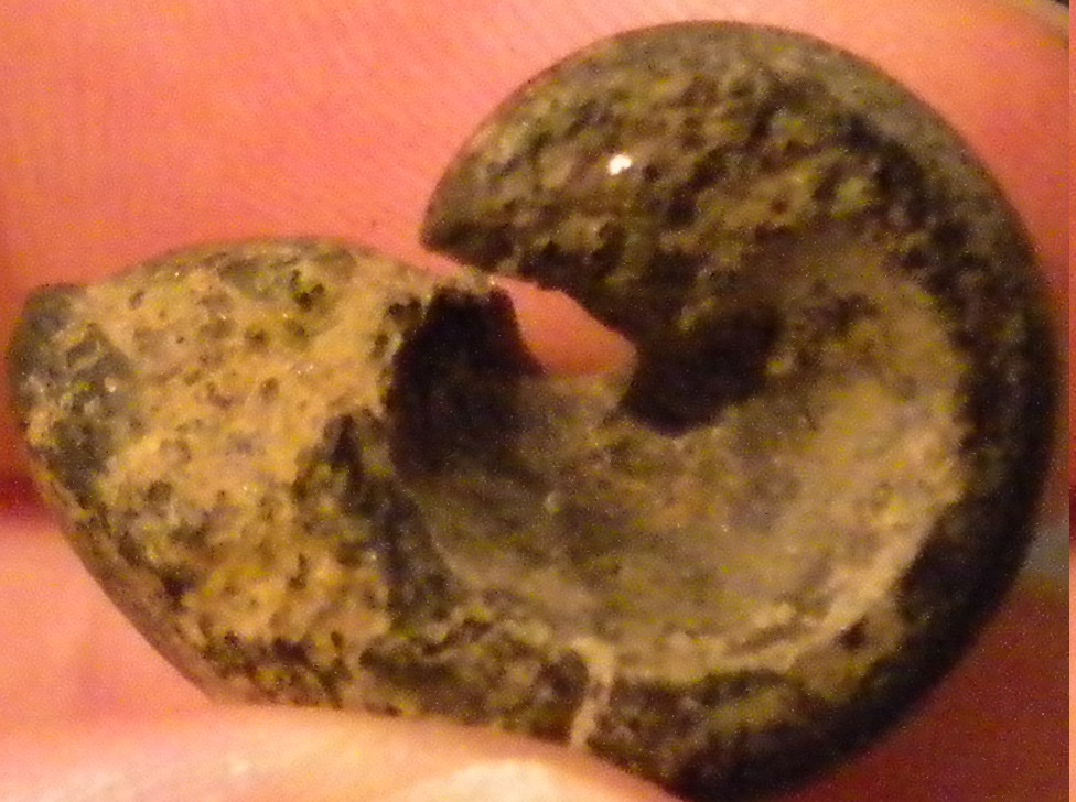 What Snail - Fossil ID - The Fossil Forum