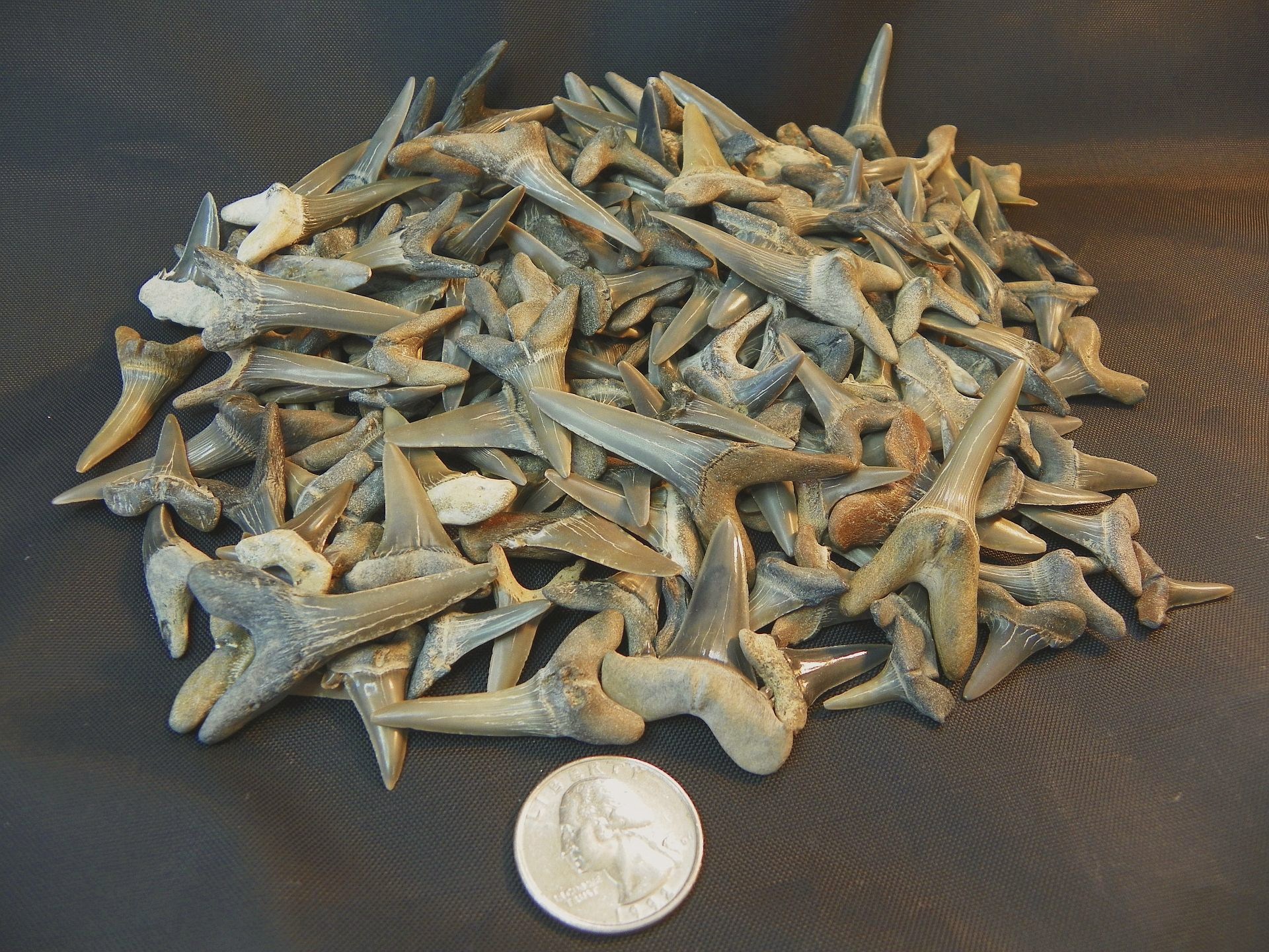 Nsr Texanus Teeth - Member Collections - The Fossil Forum