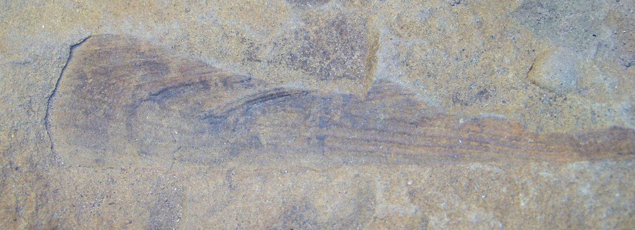 Odd Cretaceous Marine Fossil - Fossil ID - The Fossil Forum