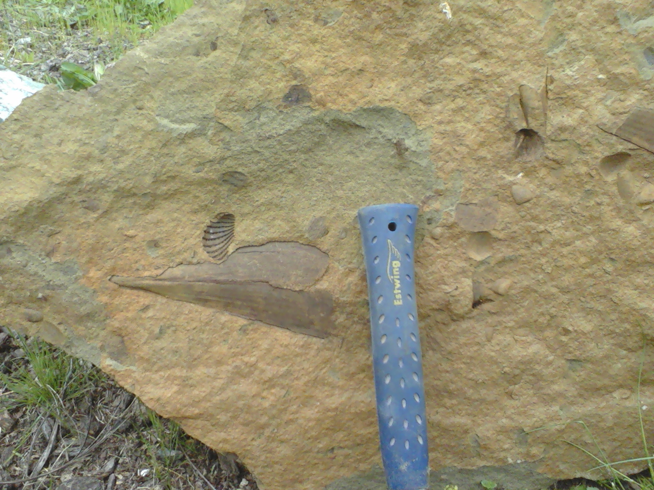 Odd Cretaceous Marine Fossil - Fossil ID - The Fossil Forum