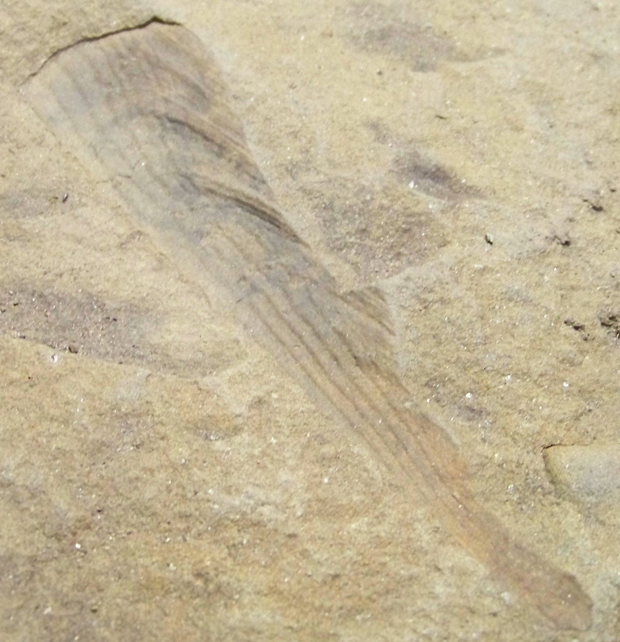 Odd Cretaceous Marine Fossil - Fossil ID - The Fossil Forum