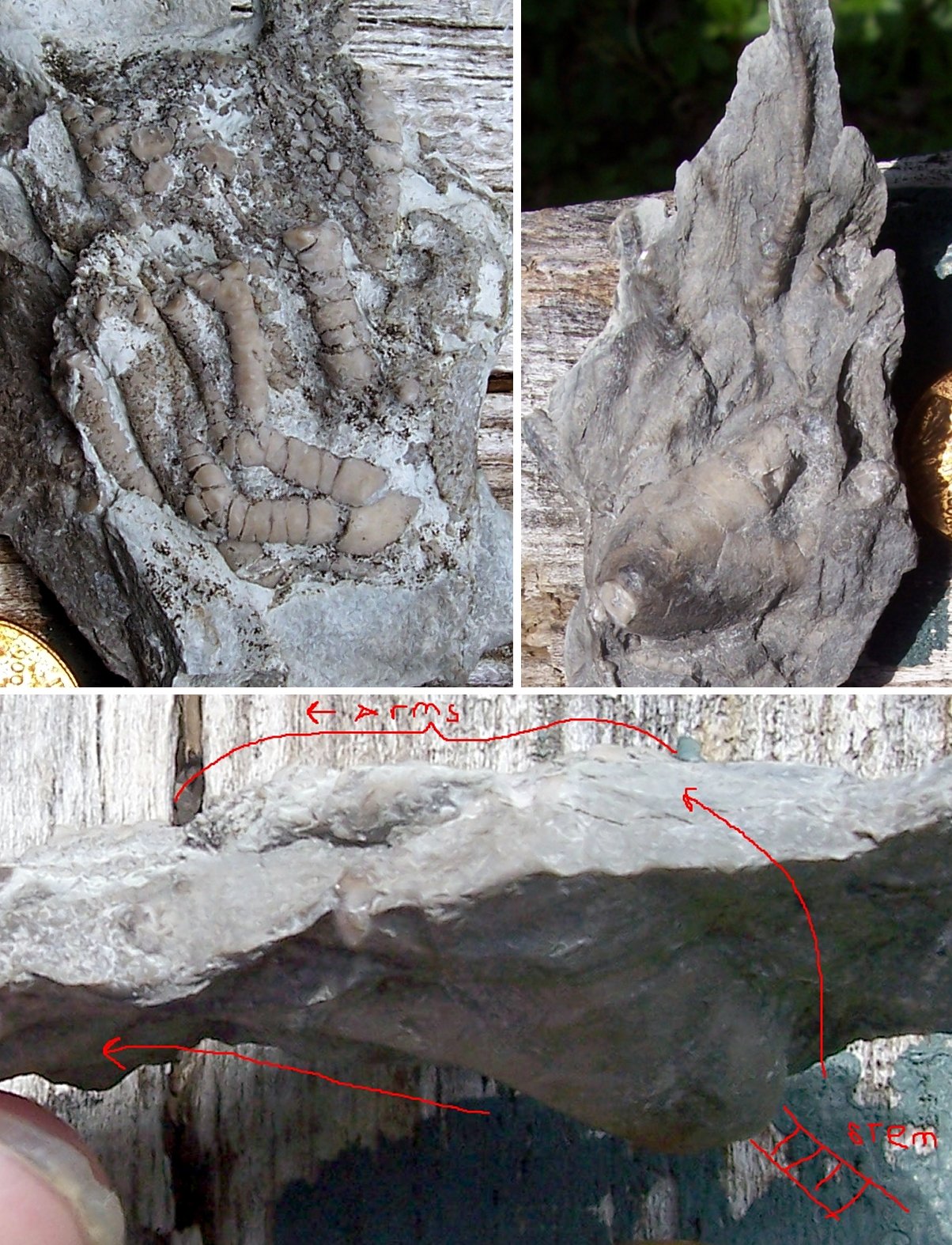 May 2011 Invertebrate / Plant Find Of The Month - Fossil of the Month ...