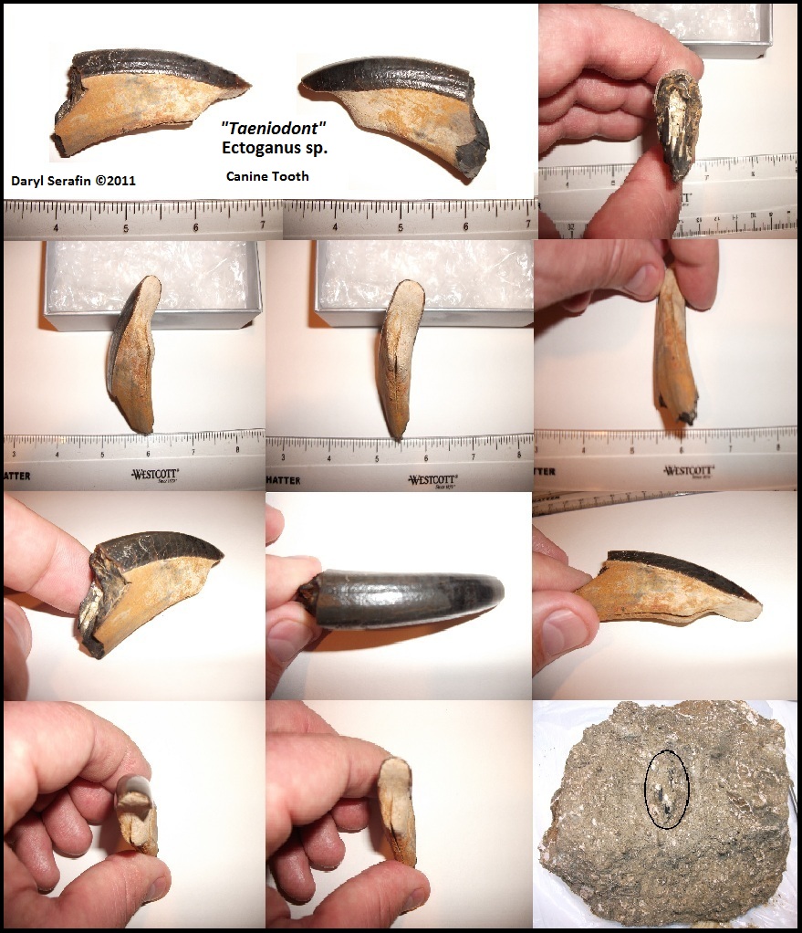 May 2011 Vertebrate Find Of The Month - Fossil of the Month - The ...