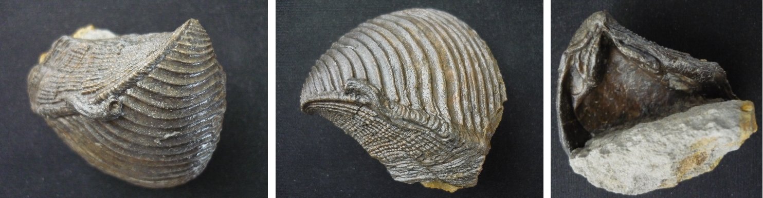 May 2011 Invertebrate / Plant Find Of The Month - Fossil of the Month ...