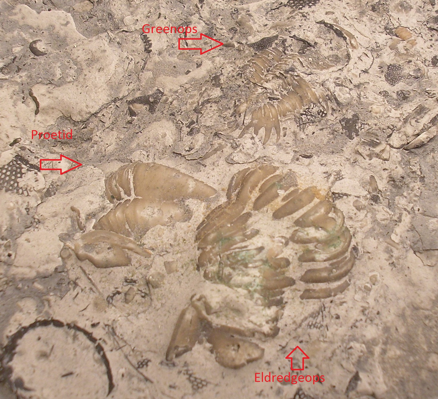 May 2011 Invertebrate / Plant Find Of The Month - Fossil of the Month ...