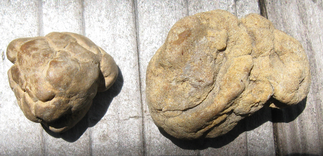 Coprolites? - Fossil ID - The Fossil Forum