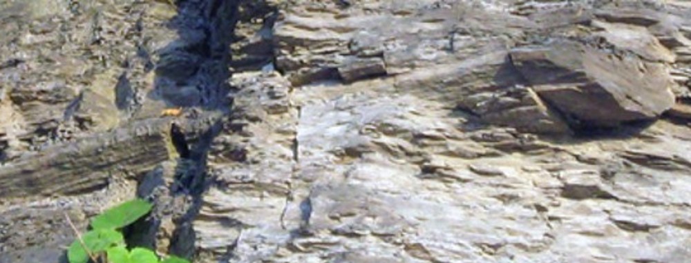 Tree Trunk Or Seam? - Fossil Hunting Trips - The Fossil Forum