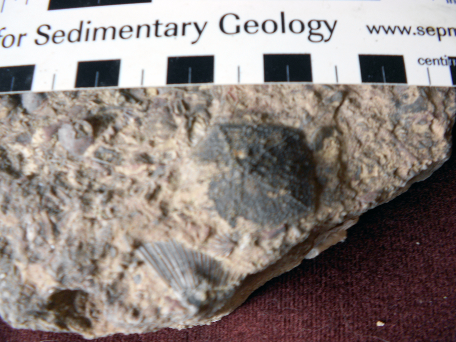 Silurian Crinoid Cup? - Fossil ID - The Fossil Forum