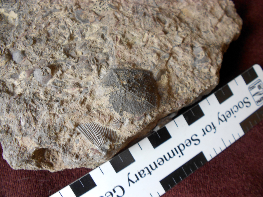 Silurian Crinoid Cup? - Fossil ID - The Fossil Forum