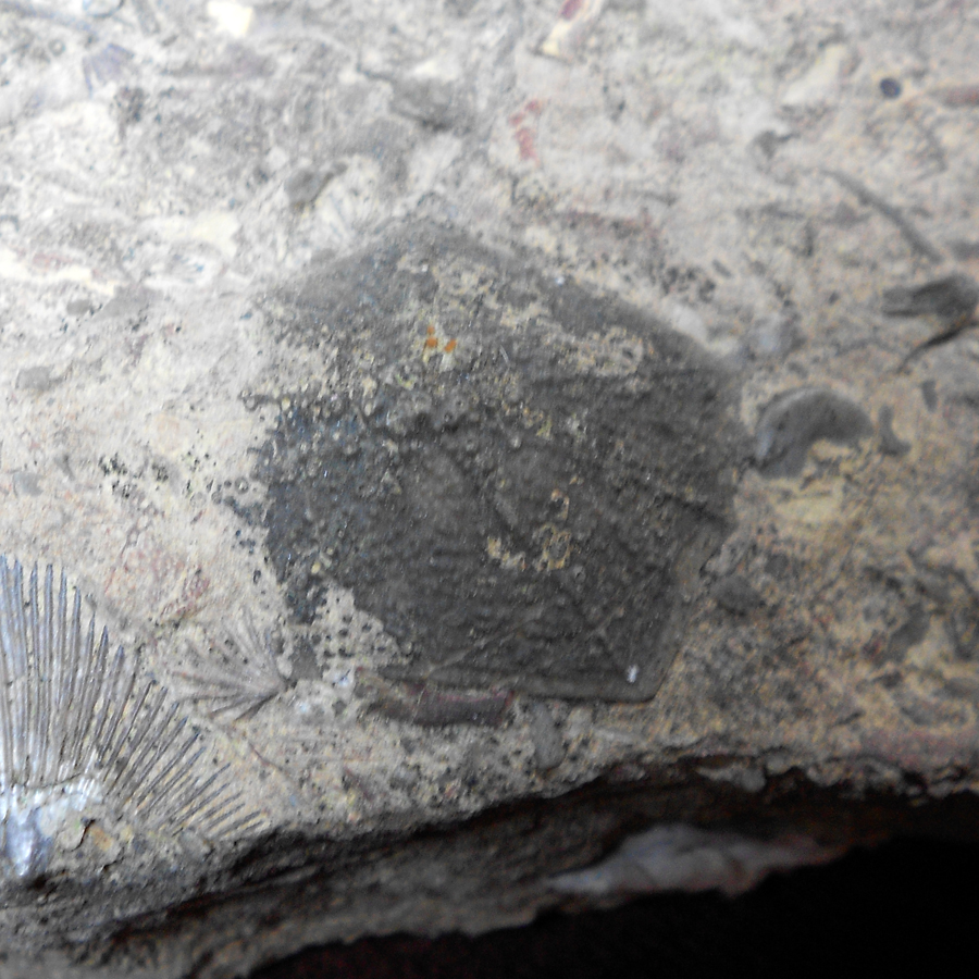 Silurian Crinoid Cup? - Fossil ID - The Fossil Forum