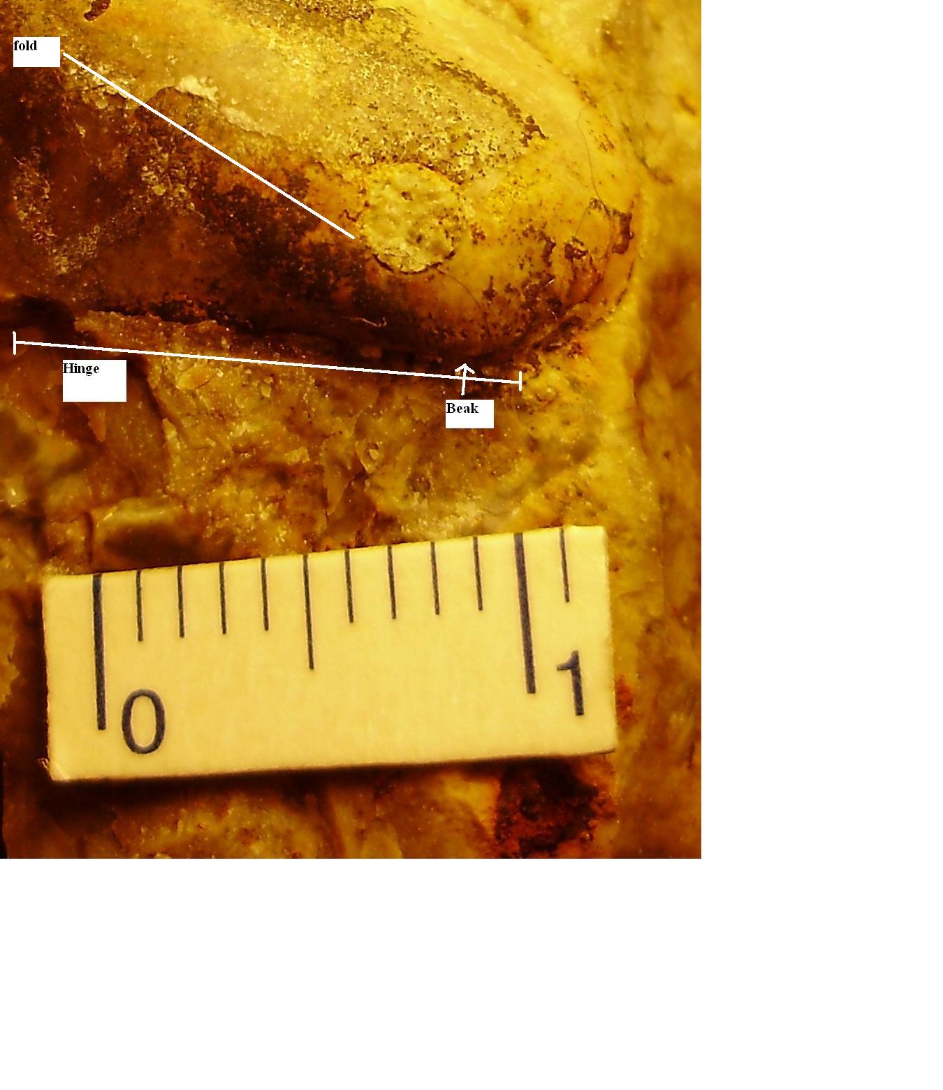 U. Ordovician Bivalve - Fossil ID - The Fossil Forum