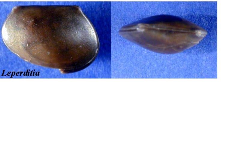 U. Ordovician Bivalve - Fossil ID - The Fossil Forum