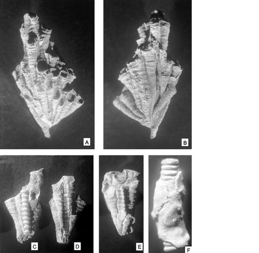 Ordovivian New Fossils For Id - Fossil ID - The Fossil Forum