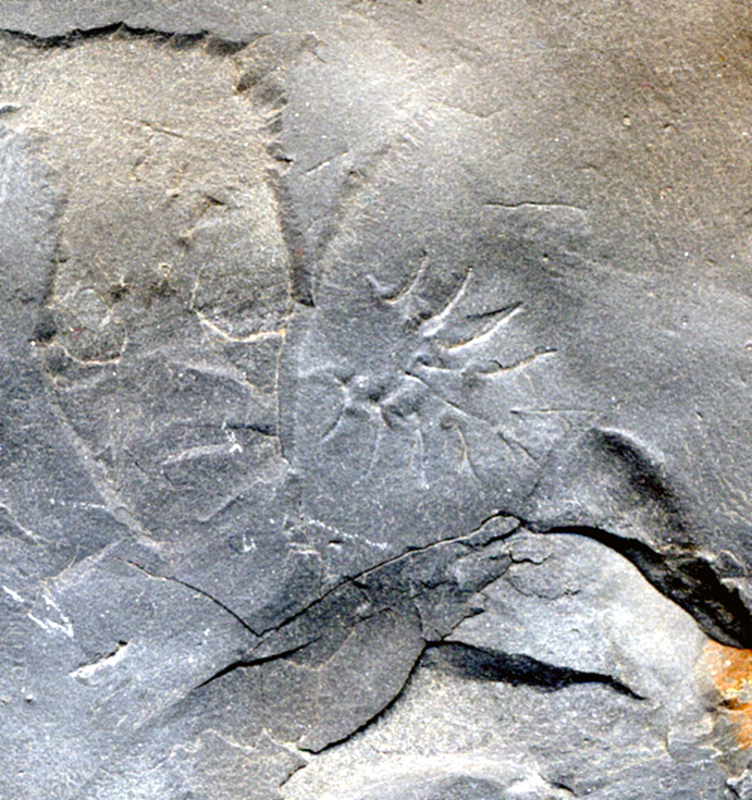 Tree Trunk Or Seam? - Fossil Hunting Trips - The Fossil Forum