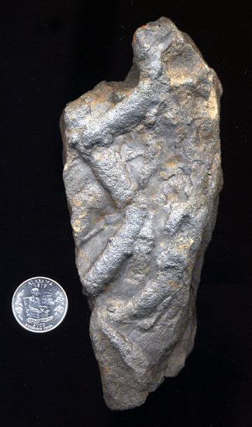 Tree Trunk Or Seam? - Fossil Hunting Trips - The Fossil Forum