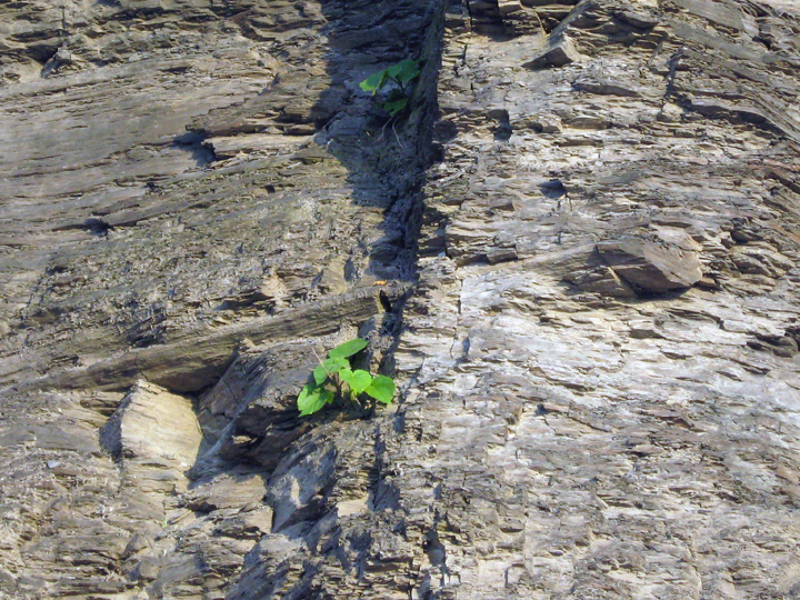 Tree Trunk Or Seam? - Fossil Hunting Trips - The Fossil Forum