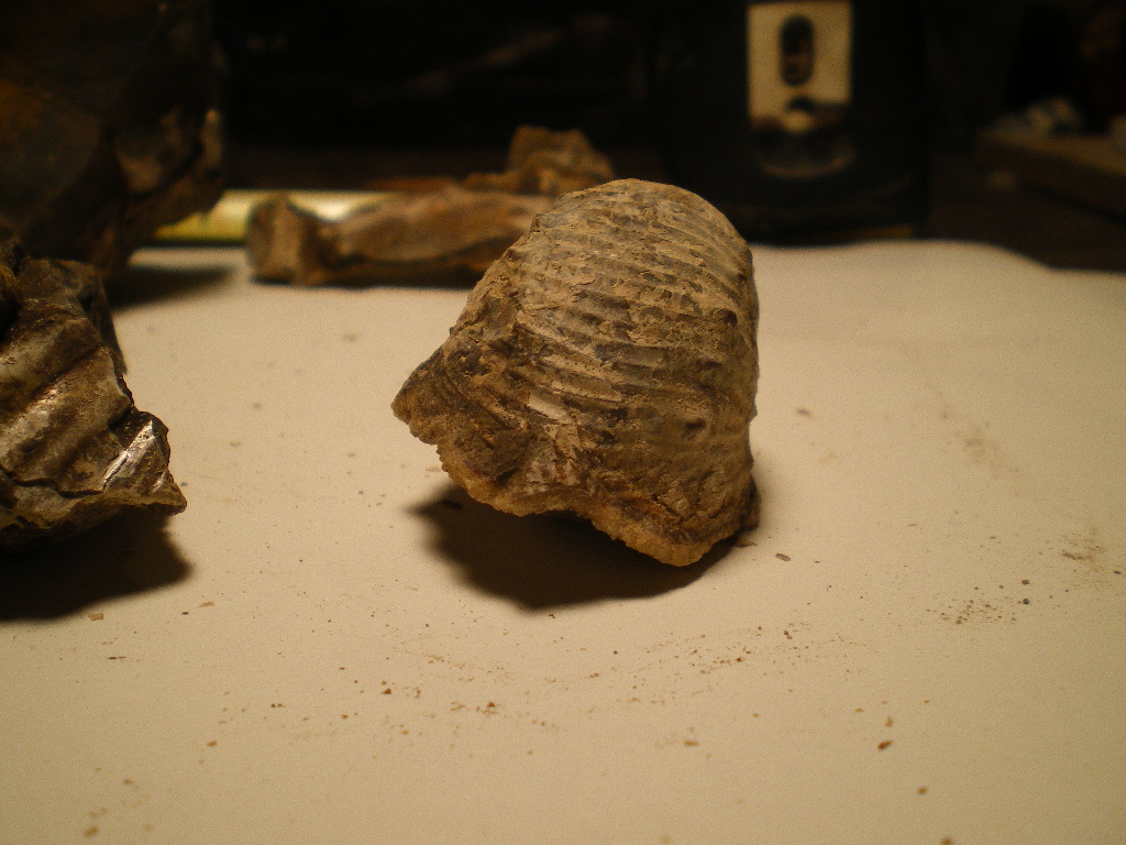 Giant Snails? - Fossil ID - The Fossil Forum