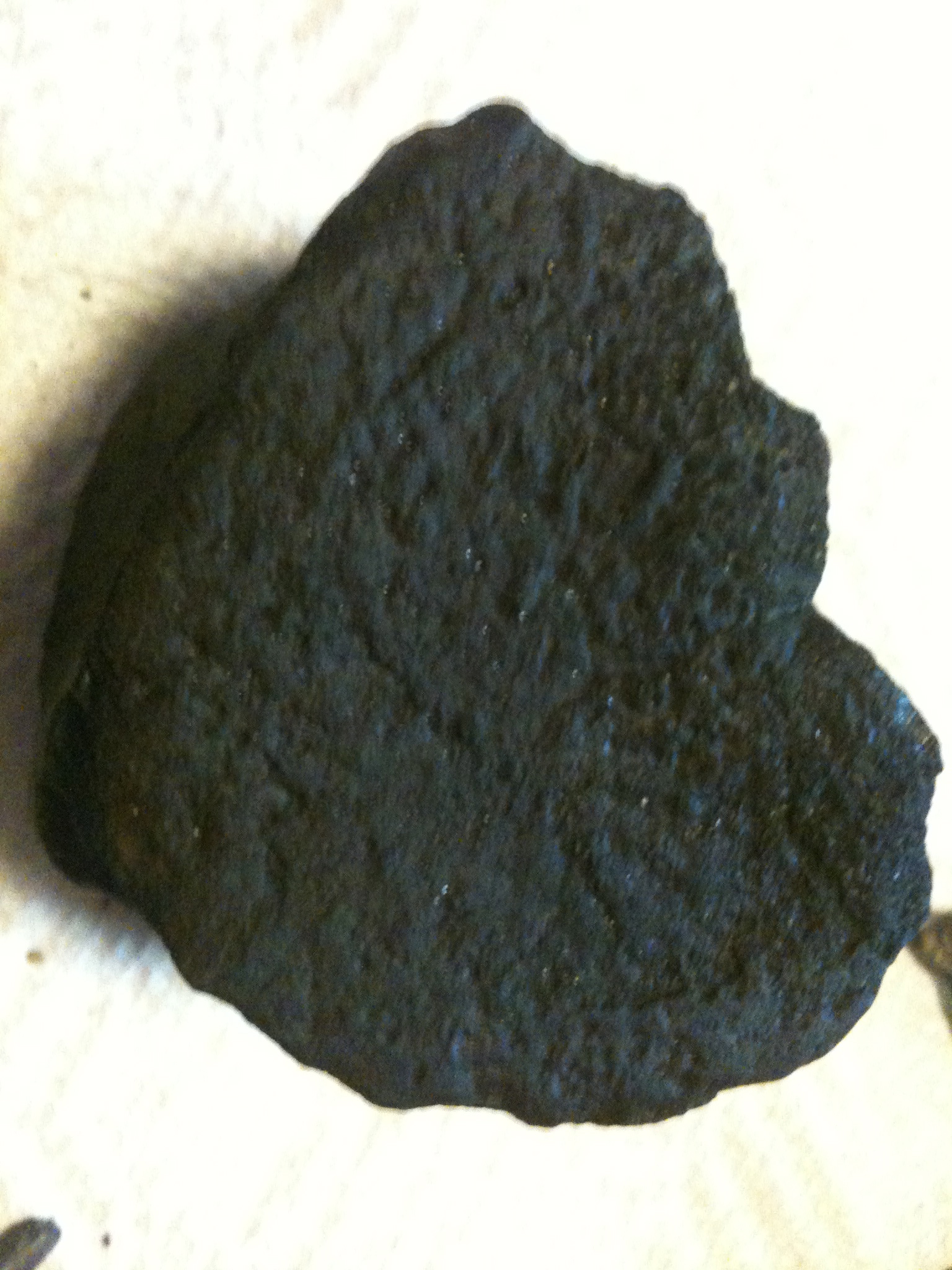 Huge Vertebrae Found In Creek - Fossil ID - The Fossil Forum