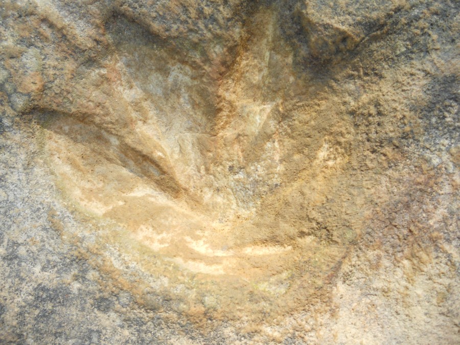 Tracks? - Fossil ID - The Fossil Forum