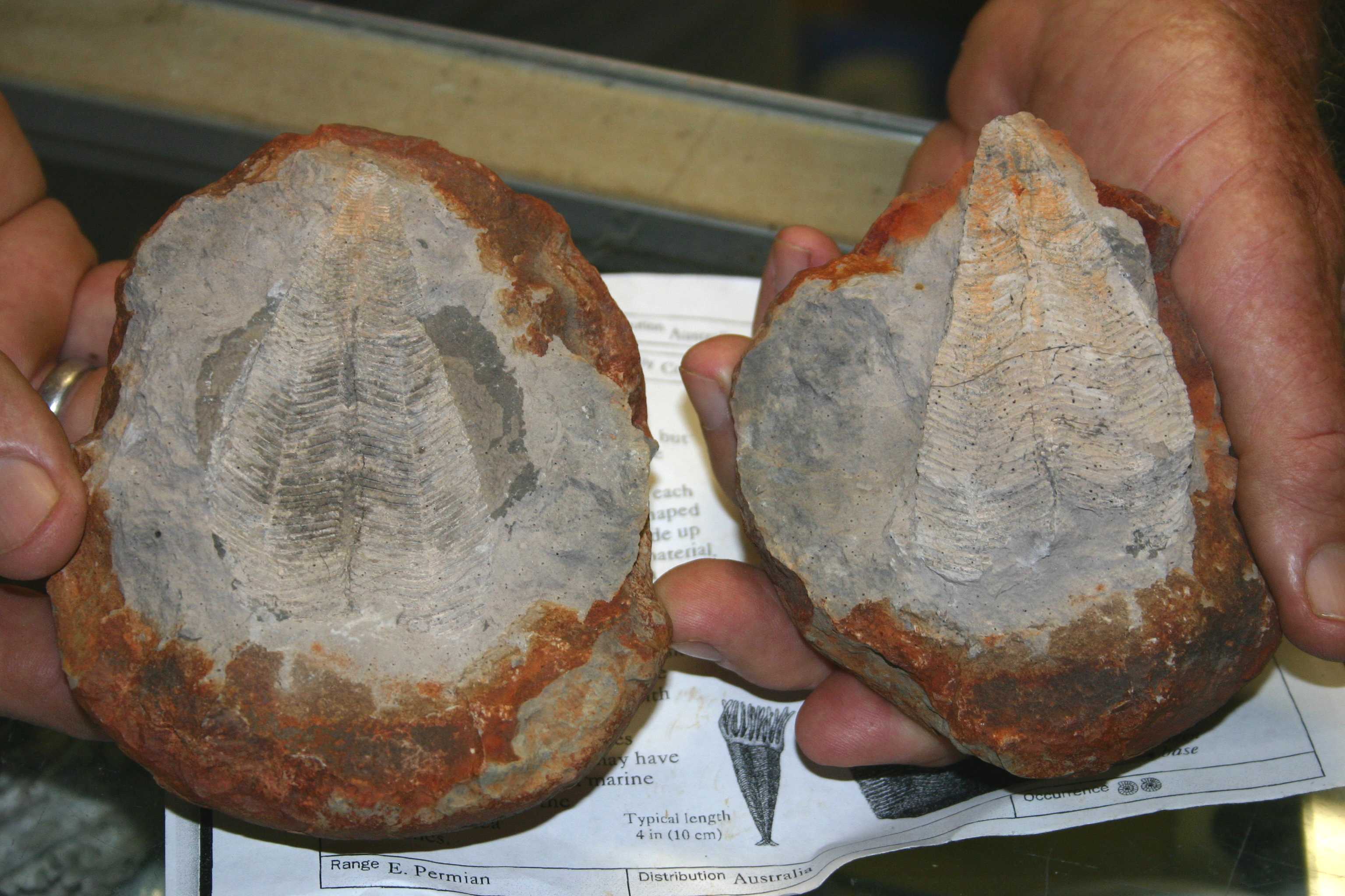 Ordovician Conulariid - Fossil ID - The Fossil Forum