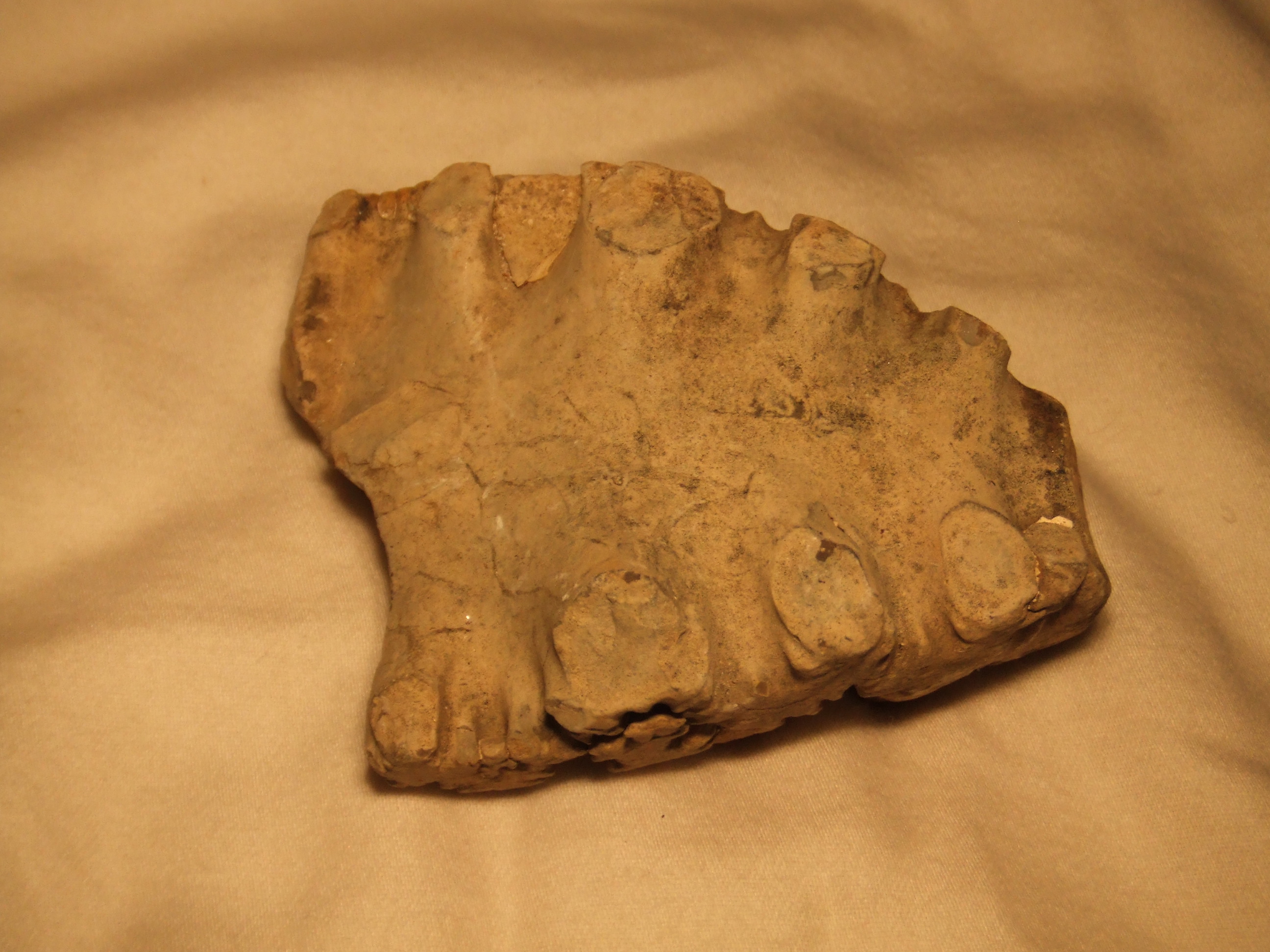 Dinosaur Bone? - Fossil ID - The Fossil Forum